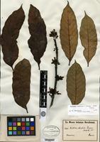 Funtumia elastica in Global Plants on JSTOR