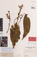 Syntype of Nicotiana suaveolens Lehm. var. excelsior J.M.Black [family ...