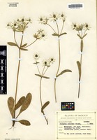 Isotype of Eryngium calaster Standl. [family APIACEAE] on JSTOR