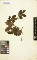 Royena lucida in Global Plants on JSTOR