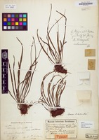 Vittaria elongata in Global Plants on JSTOR