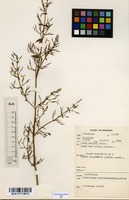 Peristrophe bicalyculata in Global Plants on JSTOR