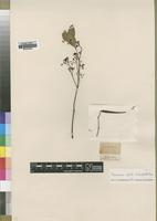 Secamone afzelii in Global Plants on JSTOR
