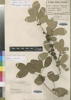 Strychnos innocua in Global Plants on JSTOR