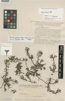 Jussiaea repens in Global Plants on JSTOR