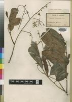 Hannoa klaineana in Global Plants on JSTOR