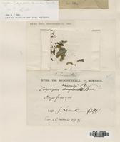 Calymperes afzelii in Global Plants on JSTOR