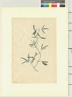 Vigna lanceolata on JSTOR