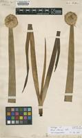 Holotype of Allium altaicum Pall. [family AMARYLLIDACEAE] on JSTOR