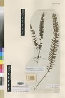 Nephrolepis auriculata in Global Plants on JSTOR