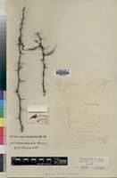 Acacia bussei in Global Plants on JSTOR