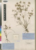 Lectotype of Cyperus pelophilus Ridl. [family CYPERACEAE] on JSTOR