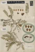 Cadia purpurea in Global Plants on JSTOR