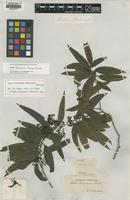 Type of Oreodaphne tampicensis Meisn. [family LAURACEAE] on JSTOR