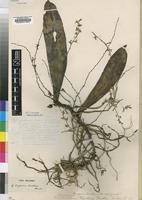 Diaphananthe dorotheae in Global Plants on JSTOR