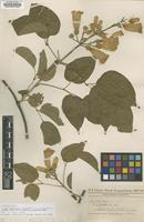 Pithecoctenium crucigerum in Global Plants on JSTOR