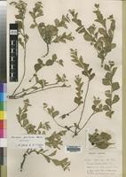 Isotype of Nurmonia pulchella Harms [family MELIACEAE] on JSTOR