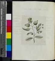 Royena lucida in Global Plants on JSTOR