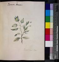 Royena lucida in Global Plants on JSTOR