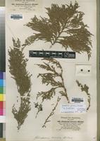 Juniperus procera in Global Plants on JSTOR