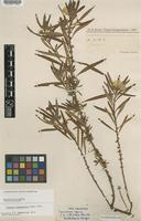 Jussiaea repens in Global Plants on JSTOR