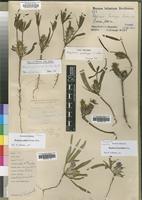 Blepharis ciliaris in Global Plants on JSTOR