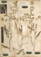 Borreria hispida in Global Plants on JSTOR