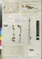Commiphora kua in Global Plants on JSTOR