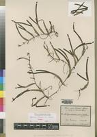 Cymodocea rotundata in Global Plants on JSTOR