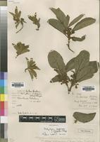 Pachystigma pygmaeum in Global Plants on JSTOR