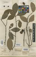 Holotype of Rheedia guacopary S.Moore [family GUTTIFERAE] on JSTOR