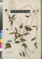 Cryptolepis sanguinolenta in Global Plants on JSTOR