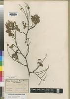 Dialium schlechteri in Global Plants on JSTOR