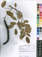 Swartzia madagascariensis in Global Plants on JSTOR