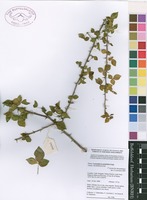 Commiphora pteleifolia in Global Plants on JSTOR