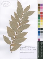 Parinari excelsa in Global Plants on JSTOR