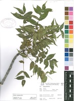 Kirkia acuminata in Global Plants on JSTOR