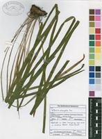 Vittaria elongata in Global Plants on JSTOR