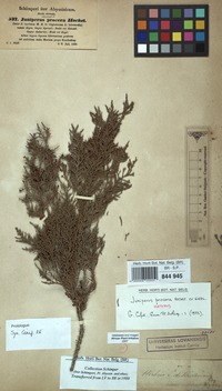 Juniperus procera in Global Plants on JSTOR