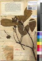 Alstonia boonei in Global Plants on JSTOR