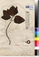 Ficus capensis in Global Plants on JSTOR