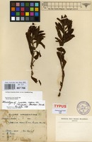 Jussiaea repens in Global Plants on JSTOR