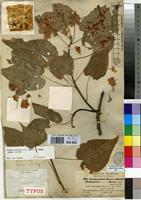 Dombeya torrida in Global Plants on JSTOR