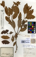 Parinari excelsa in Global Plants on JSTOR