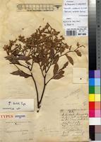 Parinari excelsa in Global Plants on JSTOR
