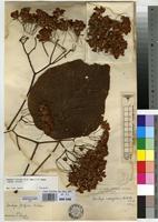 Dombeya torrida in Global Plants on JSTOR