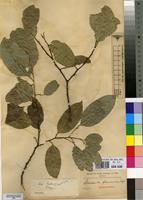 Strombosia glaucescens in Global Plants on JSTOR