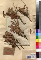 Marquesia macroura in Global Plants on JSTOR