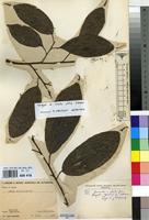 Coula edulis in Global Plants on JSTOR