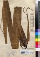 Pandanus candelabrum in Global Plants on JSTOR